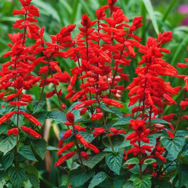 Hummingbird Mint Plant - Etsy