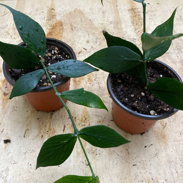 Fishtail Hoya - Etsy