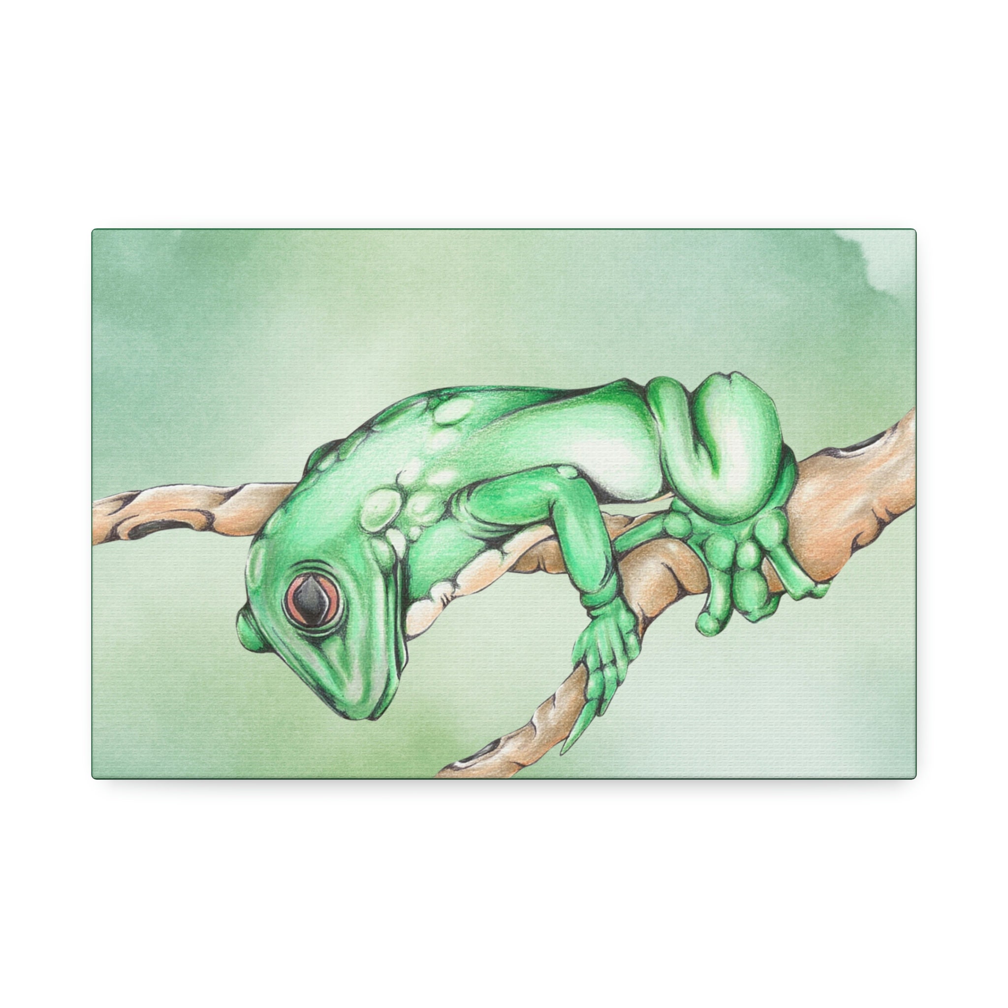 Red Eyed Tree Frog Drawing
