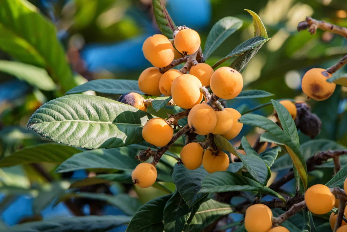 Loquat Fruit Seeds From My Garden | Free Shipping | Sweet Yellow ...
