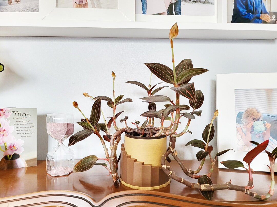 Stair Step Planter With Drainage, for Indoor Houseplants, 4 Inch 3D ...