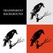 Ink Crow Clip Art Bundle - Set of 12 PNG Illustrations, Transparent ...