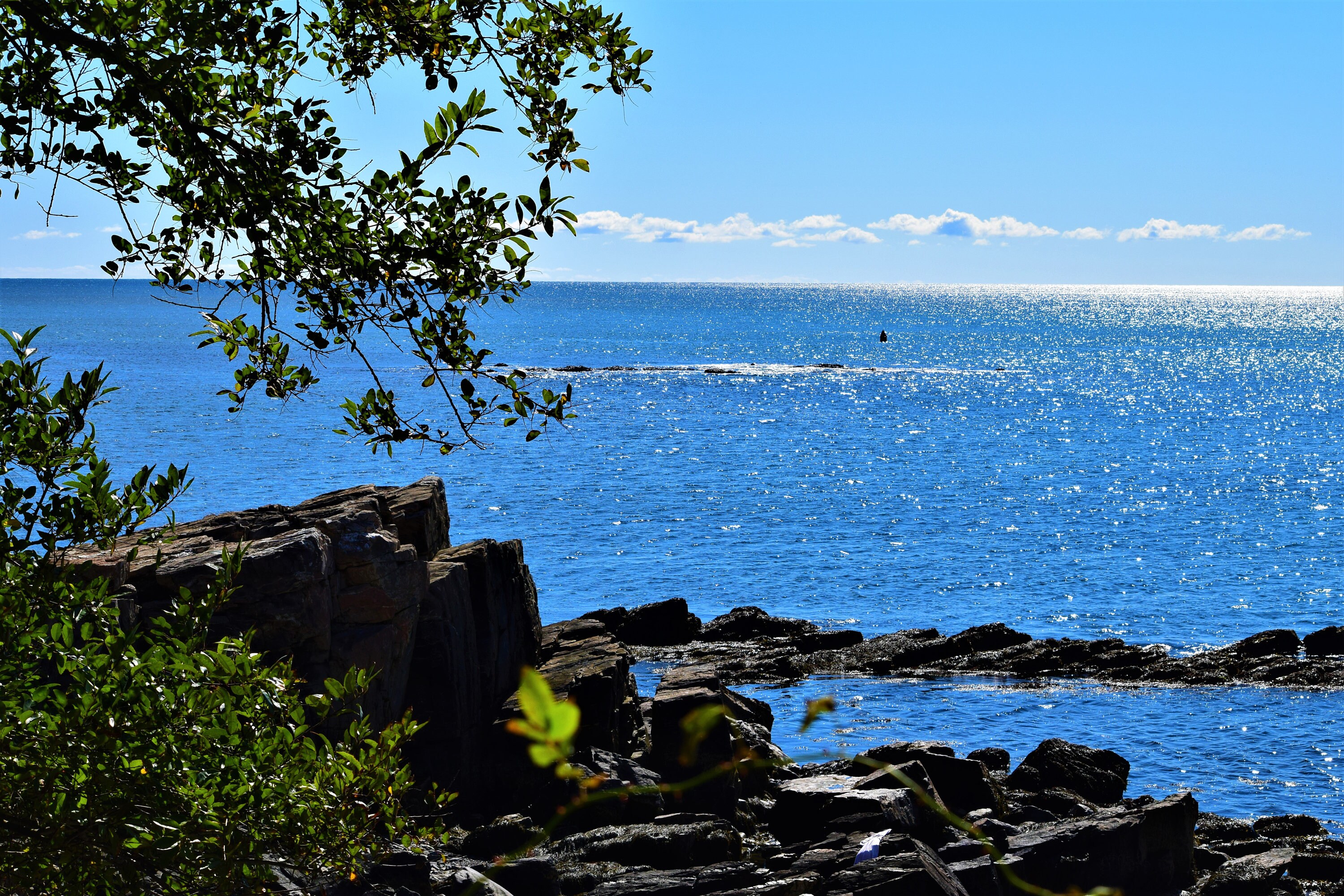 Flower Pics York Harbor the Cliff Walk York Beach Maine - Etsy