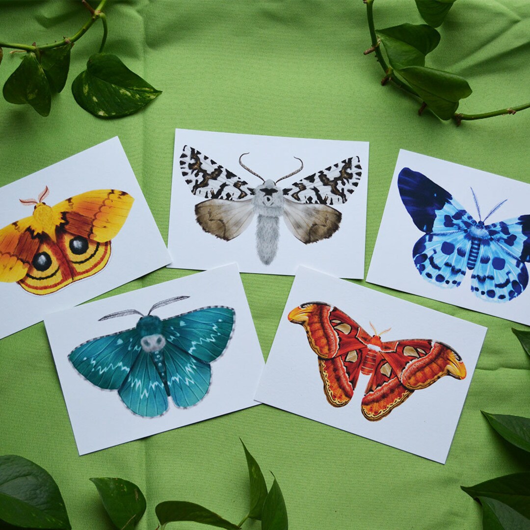 Moth Prints 5x7in Atlas Moth Io Tiger Opal Zebra Decor Office ...