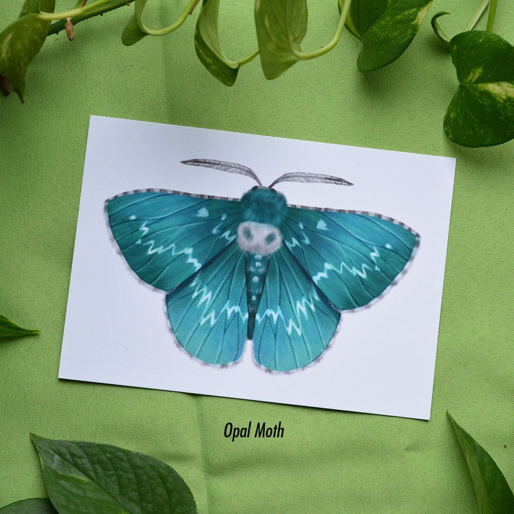 Moth Prints 5x7in Atlas Moth Io Tiger Opal Zebra Decor Office ...