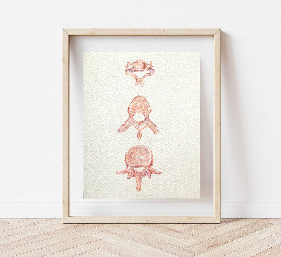 Floating Vertebrae Watercolor Giclée Anatomy Illustration Spine - Etsy
