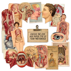 Vintage Human Anatomy Medical Paper Die Cuts Stickers, Vintage Anatomy ...