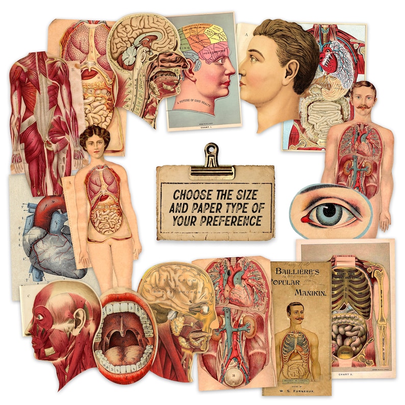 Vintage Human Anatomy Medical Paper Die Cuts Stickers, Vintage Anatomy ...