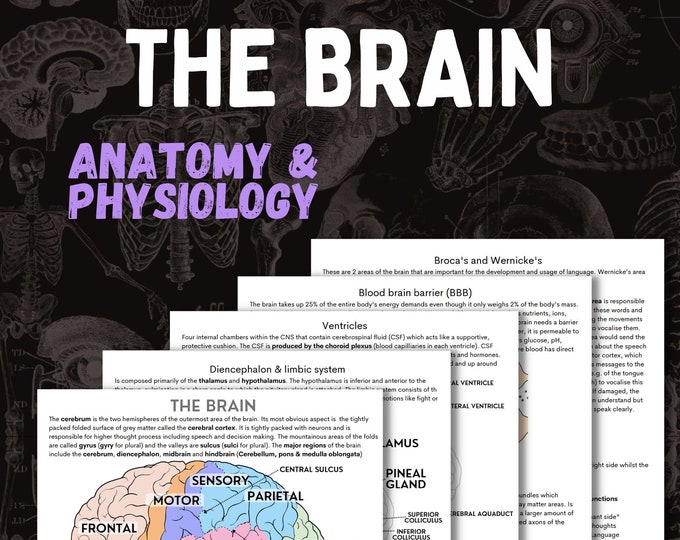 Brain Anatomy Flashcards PDF - Etsy