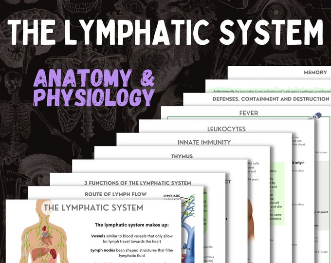 The Lymphatic System | A&P | 13 Page Digital Download - Etsy