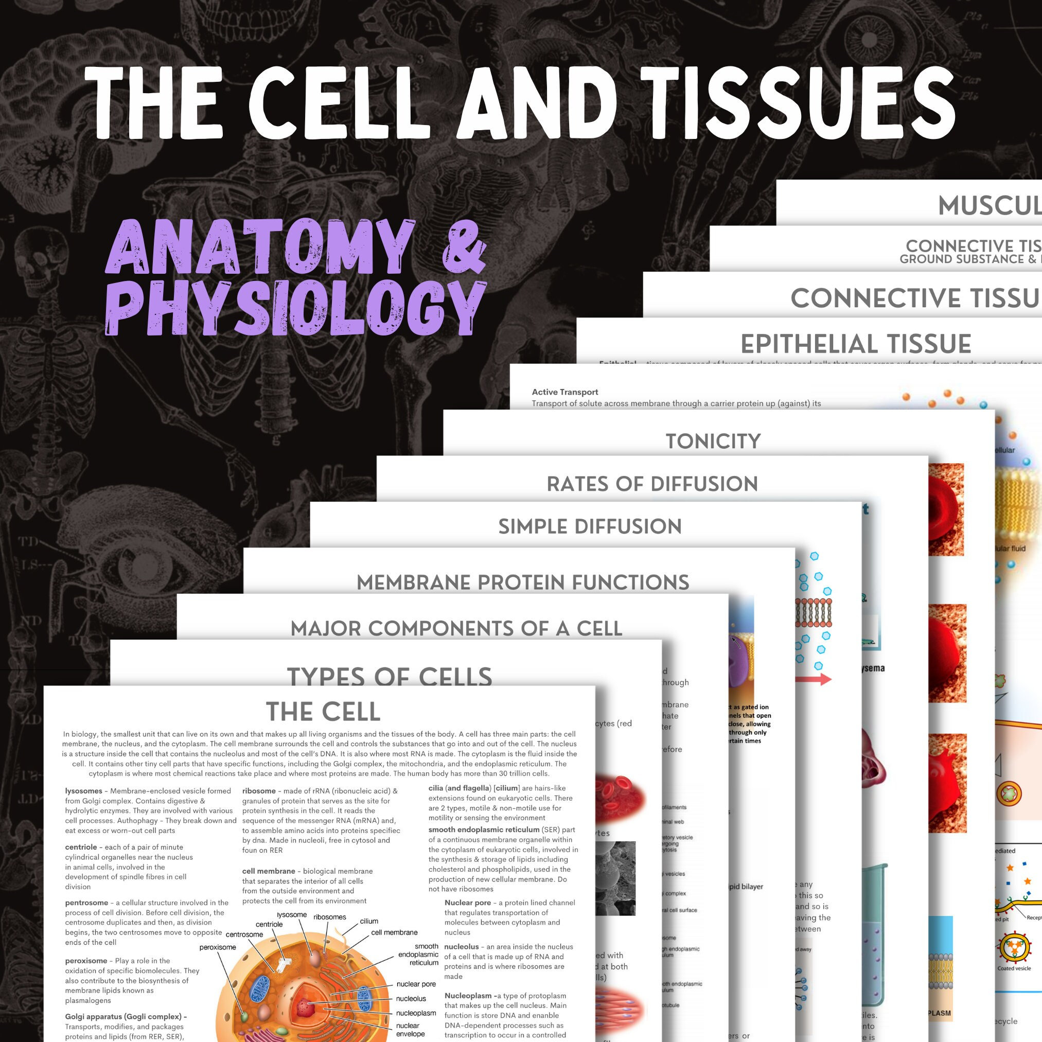 The Cell and Tissues | A&P | 13 Page Pdf - Etsy