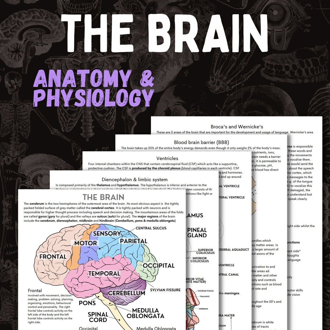 The Brain Anatomy and Physiology Nursing Notes | 5 Page Pdf Download - Etsy