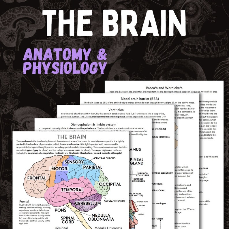 The Brain Anatomy and Physiology Nursing Notes | 5 Page Pdf Download - Etsy