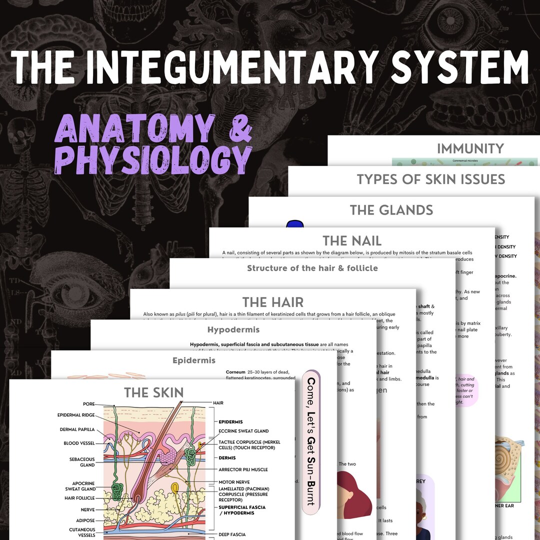 The Integumentary System | A&P | 10 Page Digital Download - Etsy
