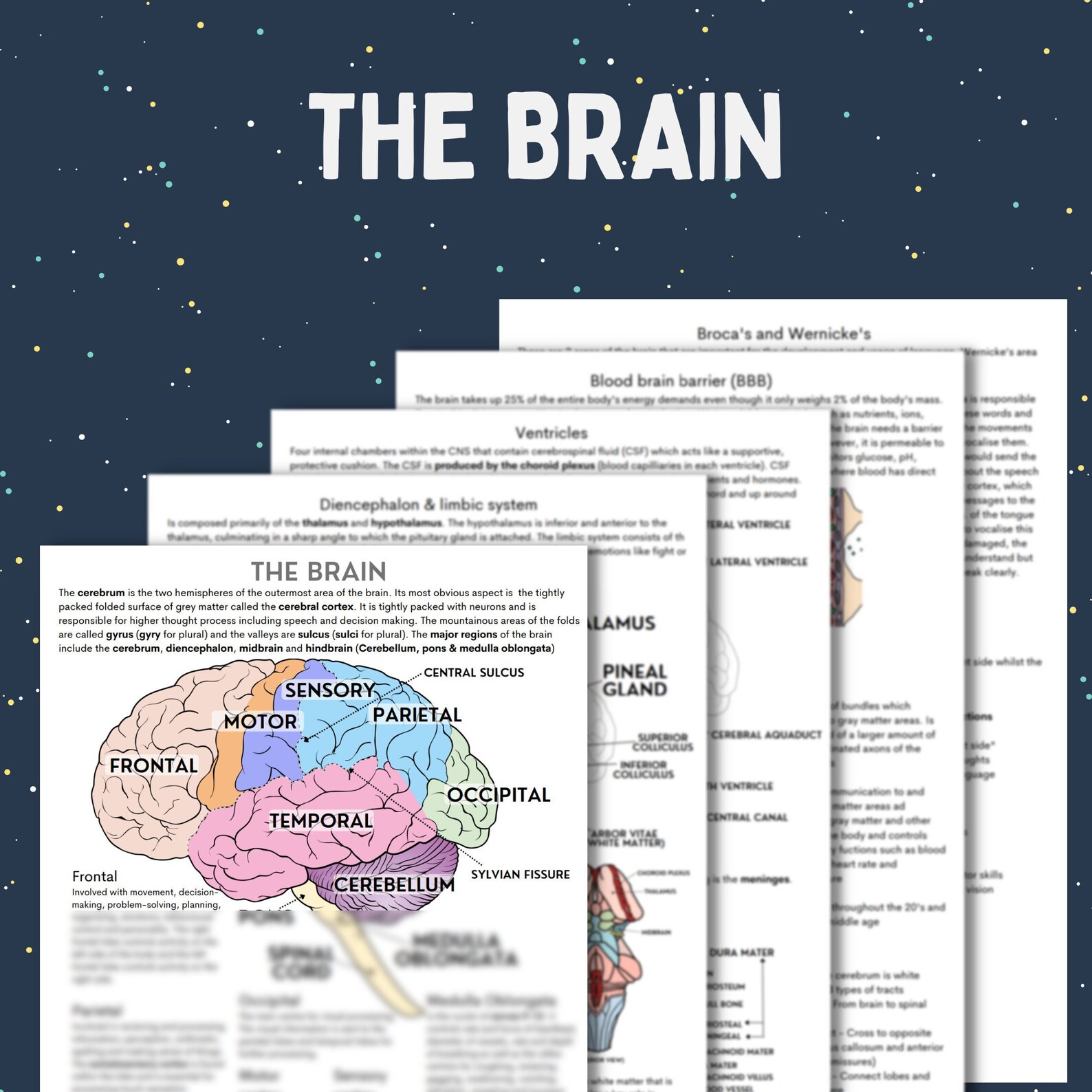 The Brain Anatomy and Physiology Nursing Notes 5 Page Pdf - Etsy