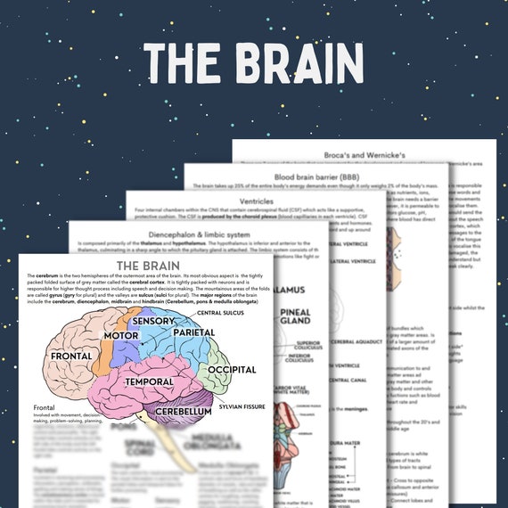 The Brain Anatomy and Physiology Nursing Notes 5 Page Pdf | Etsy