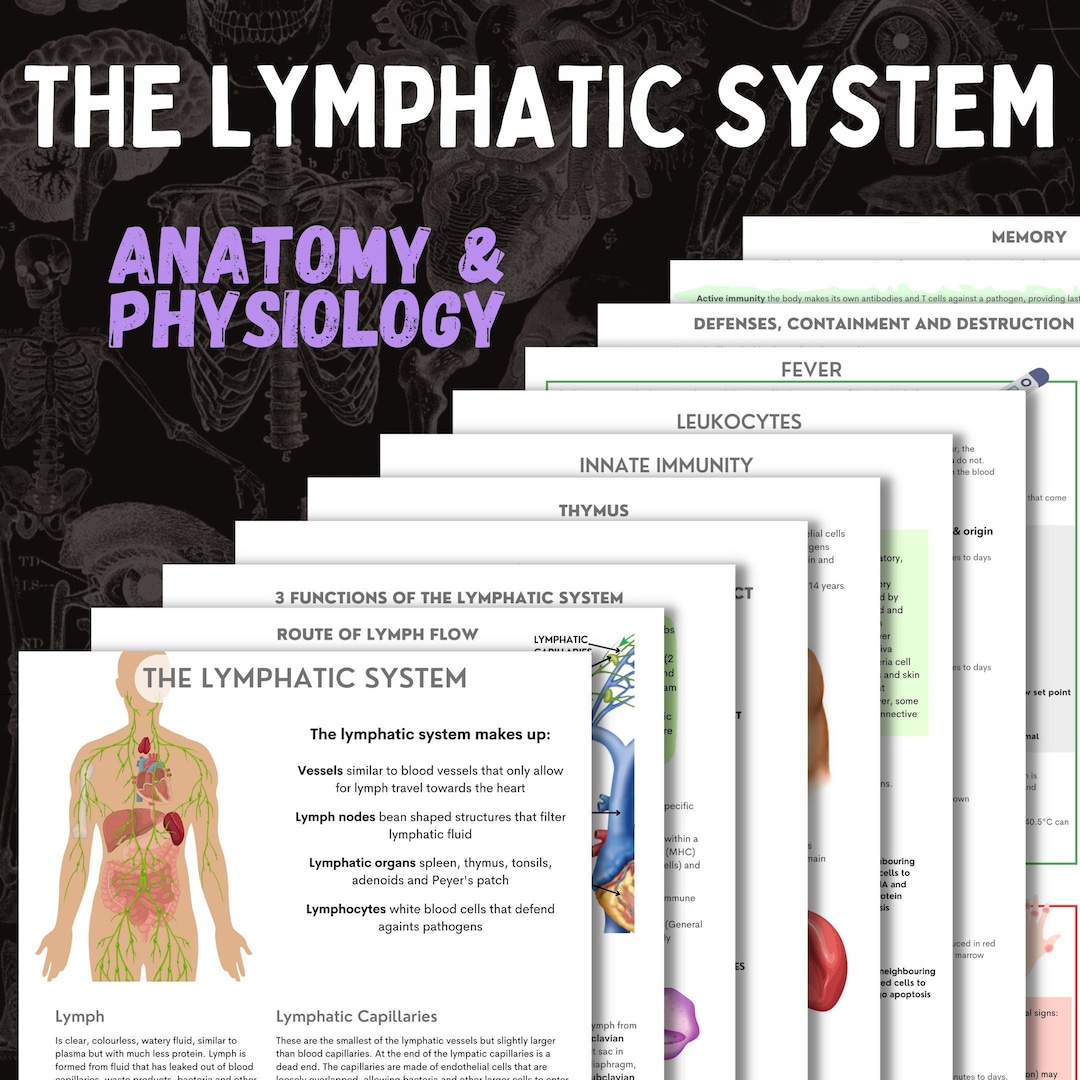 The Lymphatic System | A&P | 13 Page Digital Download - Etsy
