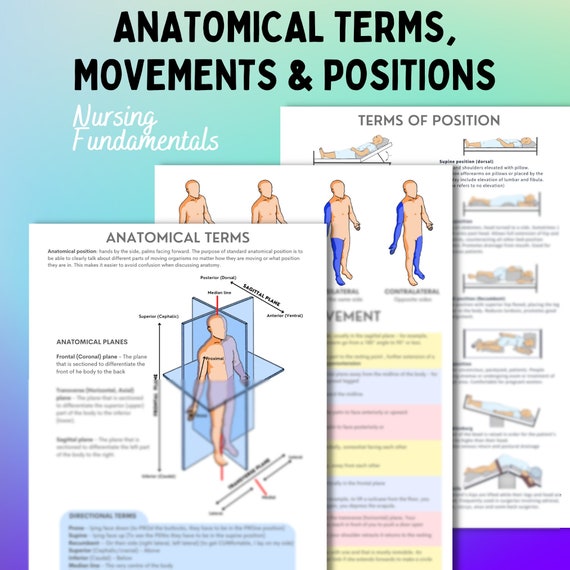 Anatomical Position Terms Anatomical Positions & Directional Terms