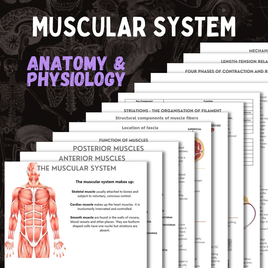 The Muscular System | A&P | 16 Page Digital Download - Etsy