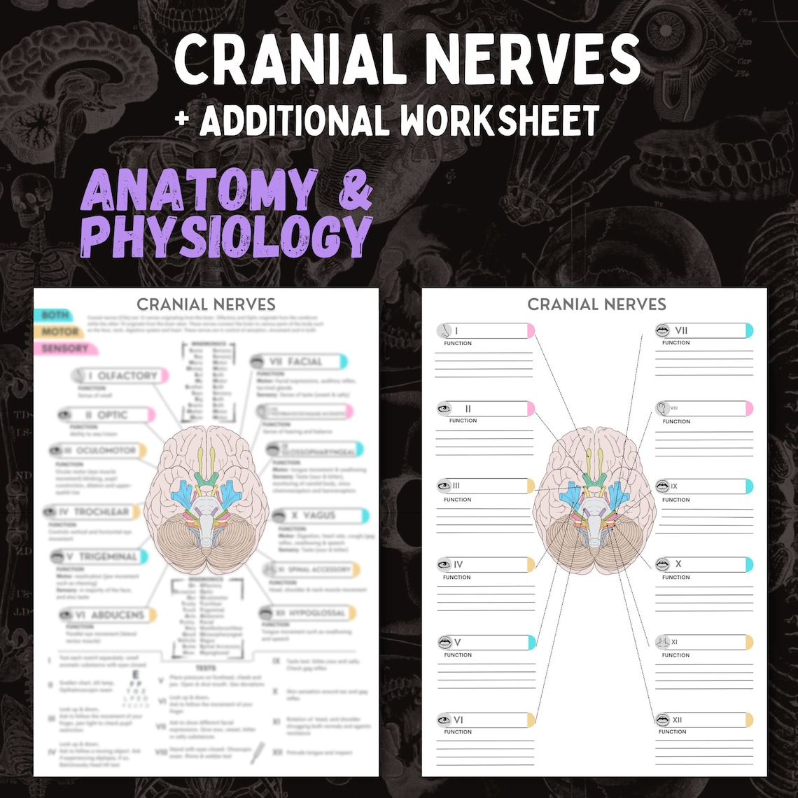 The Brain Anatomy and Physiology Nursing Notes | 5 Page Pdf Download - Etsy