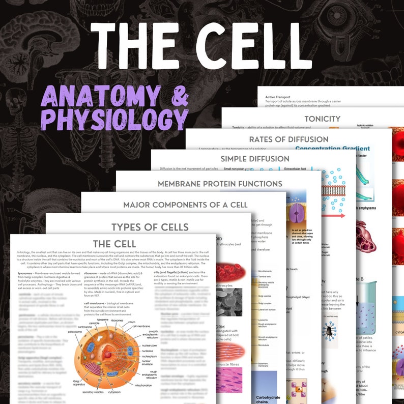 The Cell Guide to the Anatomy & Physiology of the Cell for - Etsy