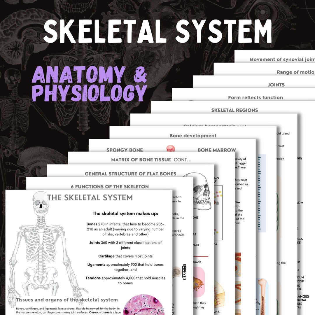 The Skeletal System | A&P | 13 Page Digital Download - Etsy