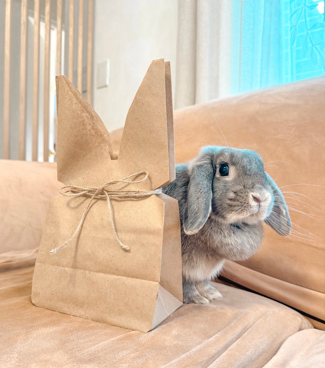 Craft Treat Forage Mix for Bunnies | Rabbit Forage Blend | Snack for ...