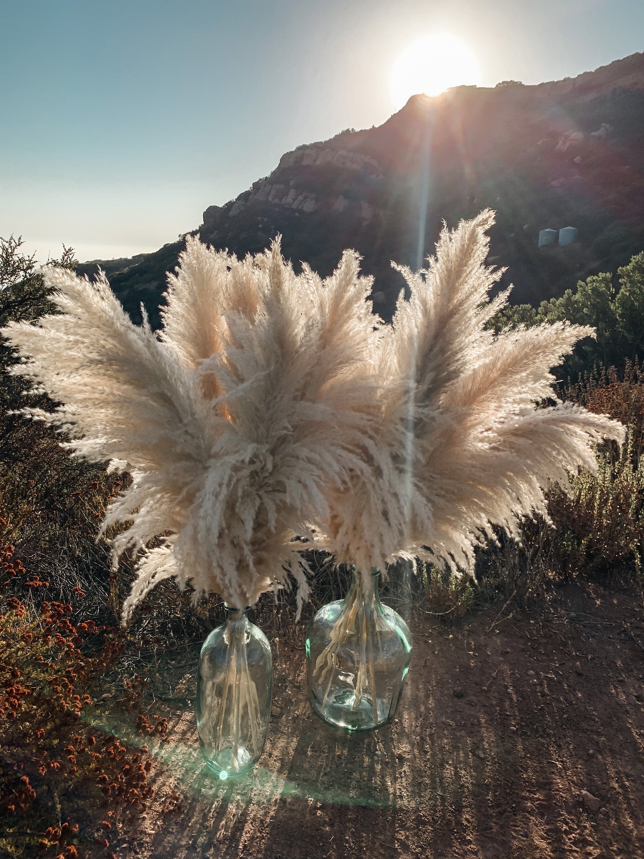 PAMPAS GRASS Extra Large Fluffy 4ft Home Decor Boho - Etsy