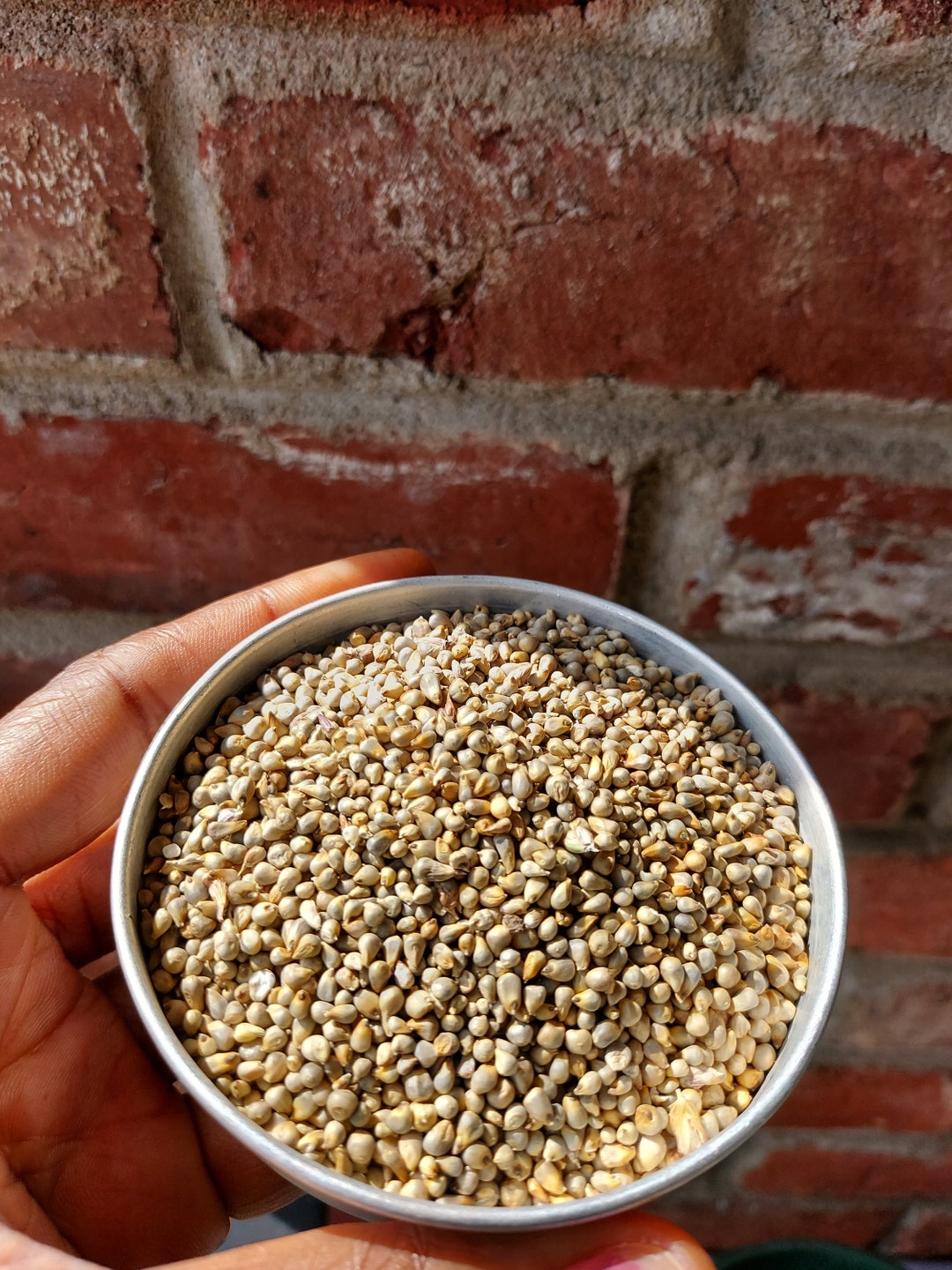 Efo Shoko Seeds 4g Lagos Spinach/vegetable Leaf/organic/all Natural/no ...