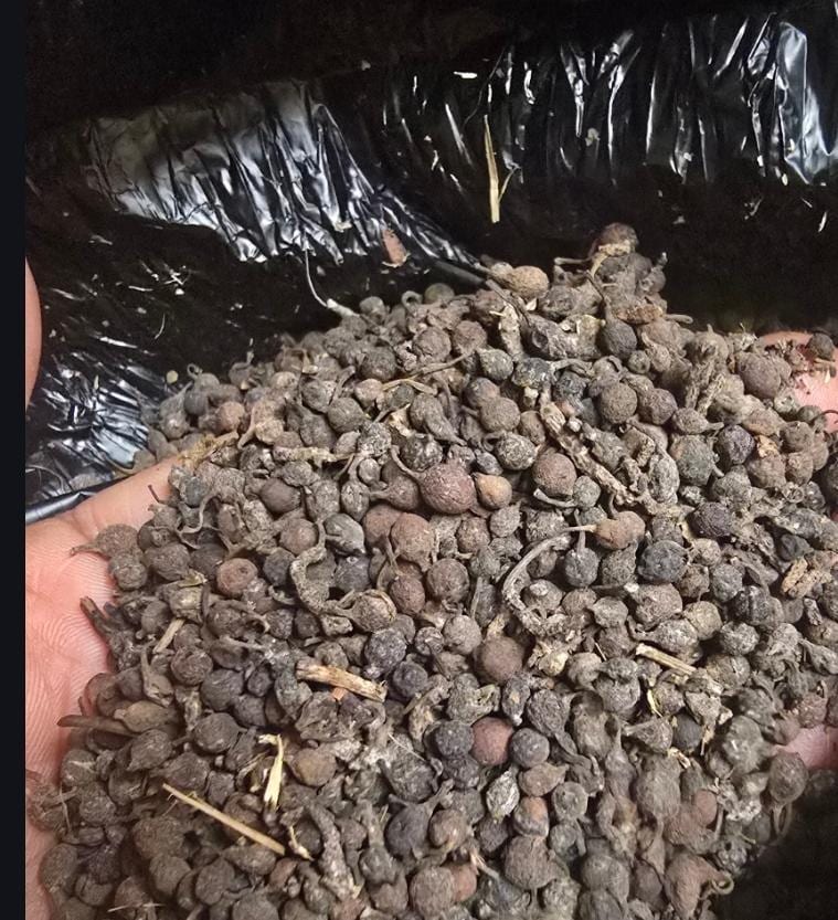Uziza Leaf Seeds (4g)- Nigeria Vegetable Seed/iyere/organic/all Natural ...