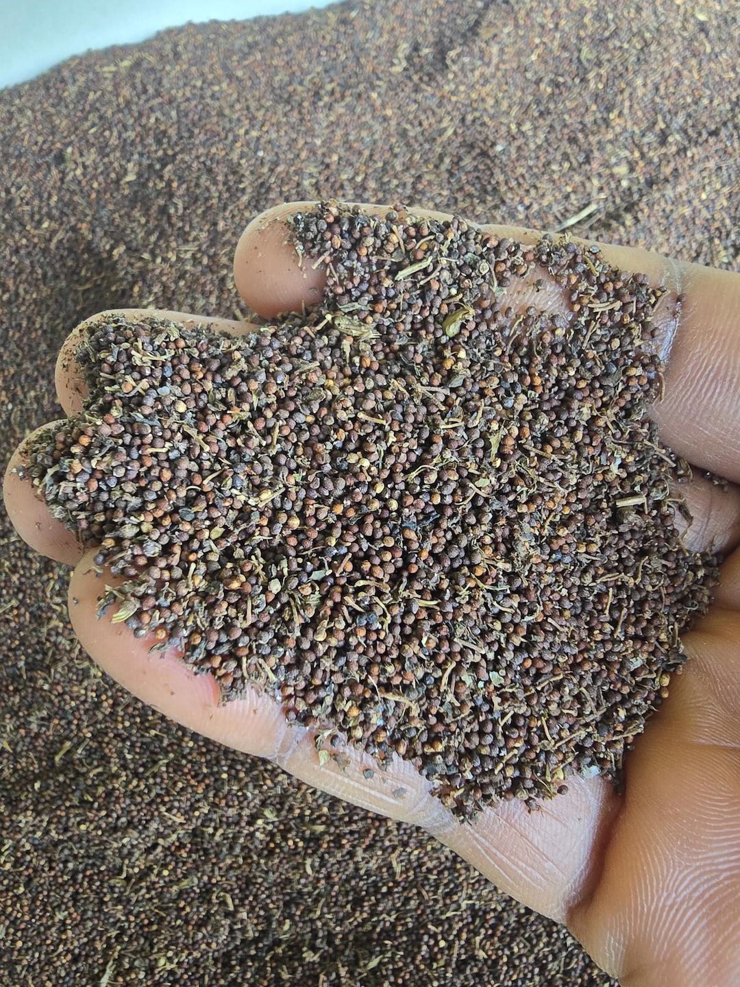Scent Leaf Seeds (4g)- Nigeria Vegetable Seed/effirin Leaf/organic/all ...