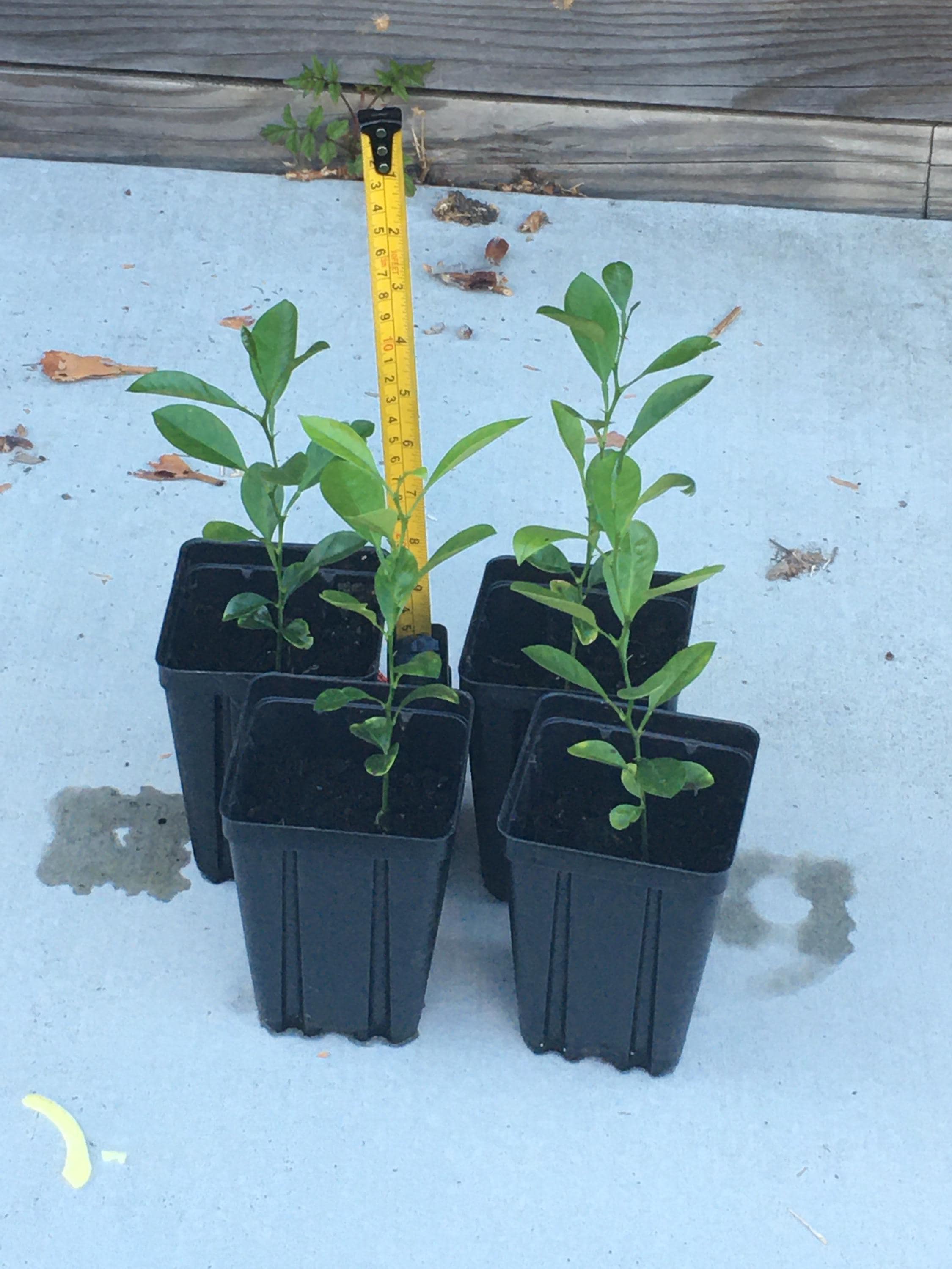 Calamansi Tree Seedling - Etsy