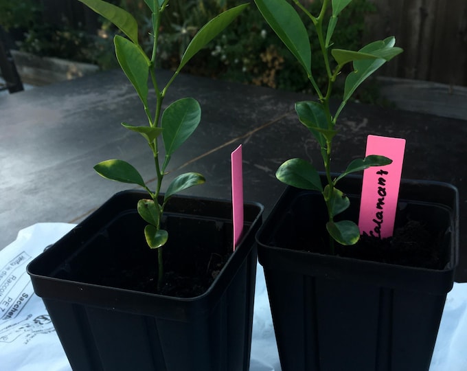 Calamansi Tree Seedling - Etsy