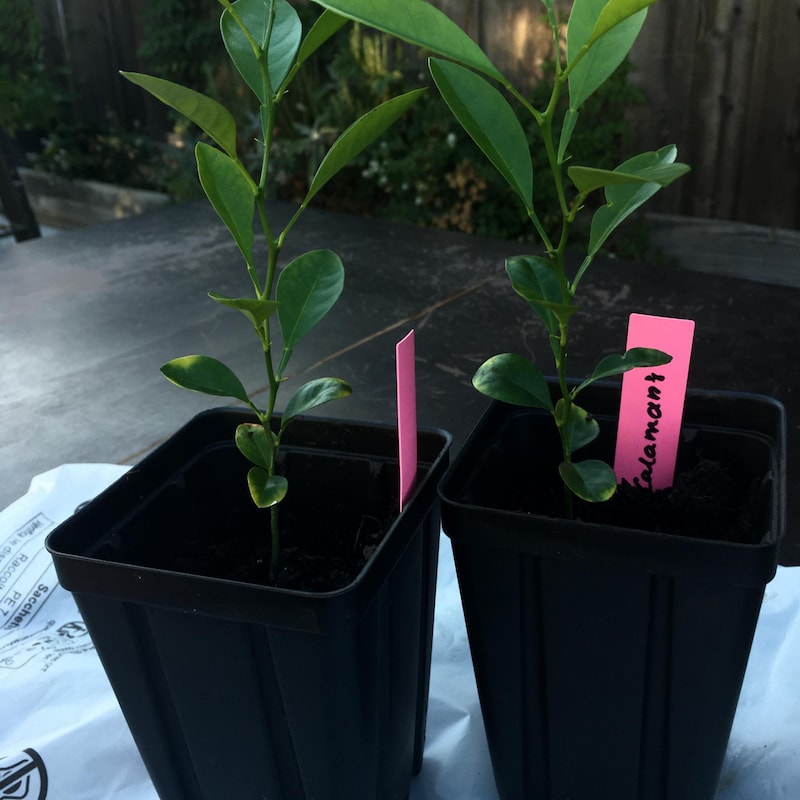 Filipino Calamansi Tree - Etsy