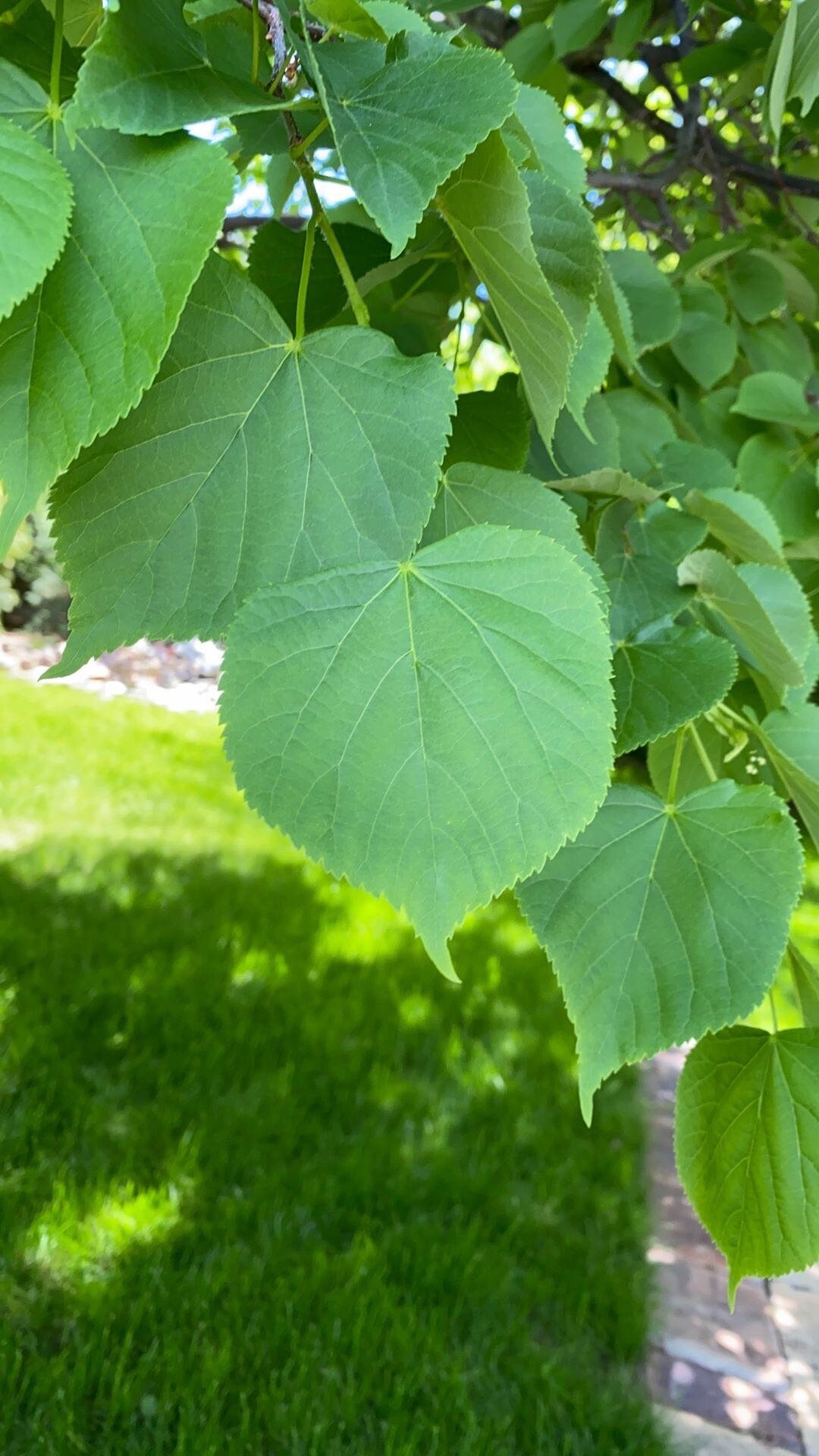 Littleleaf Linden Seeds | Etsy