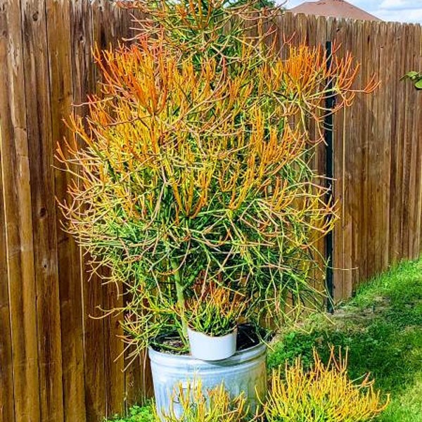 Euphorbia Sticks - Etsy