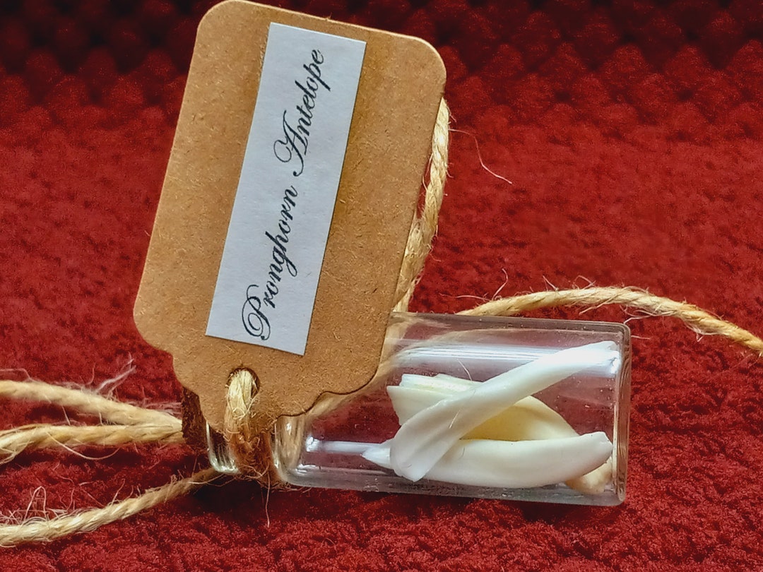 3 Real Pronghorn Antelope Teeth, Cleaned, Degreased, and Ready for ...
