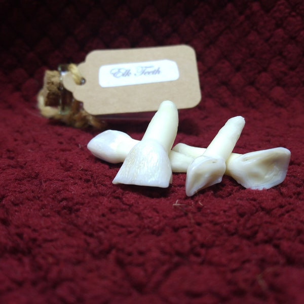 Elk Teeth - Etsy