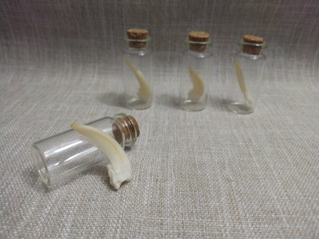 XL Badger Claw, Mini Curiosity Jar (1 Claw in 1 Jar) - Etsy