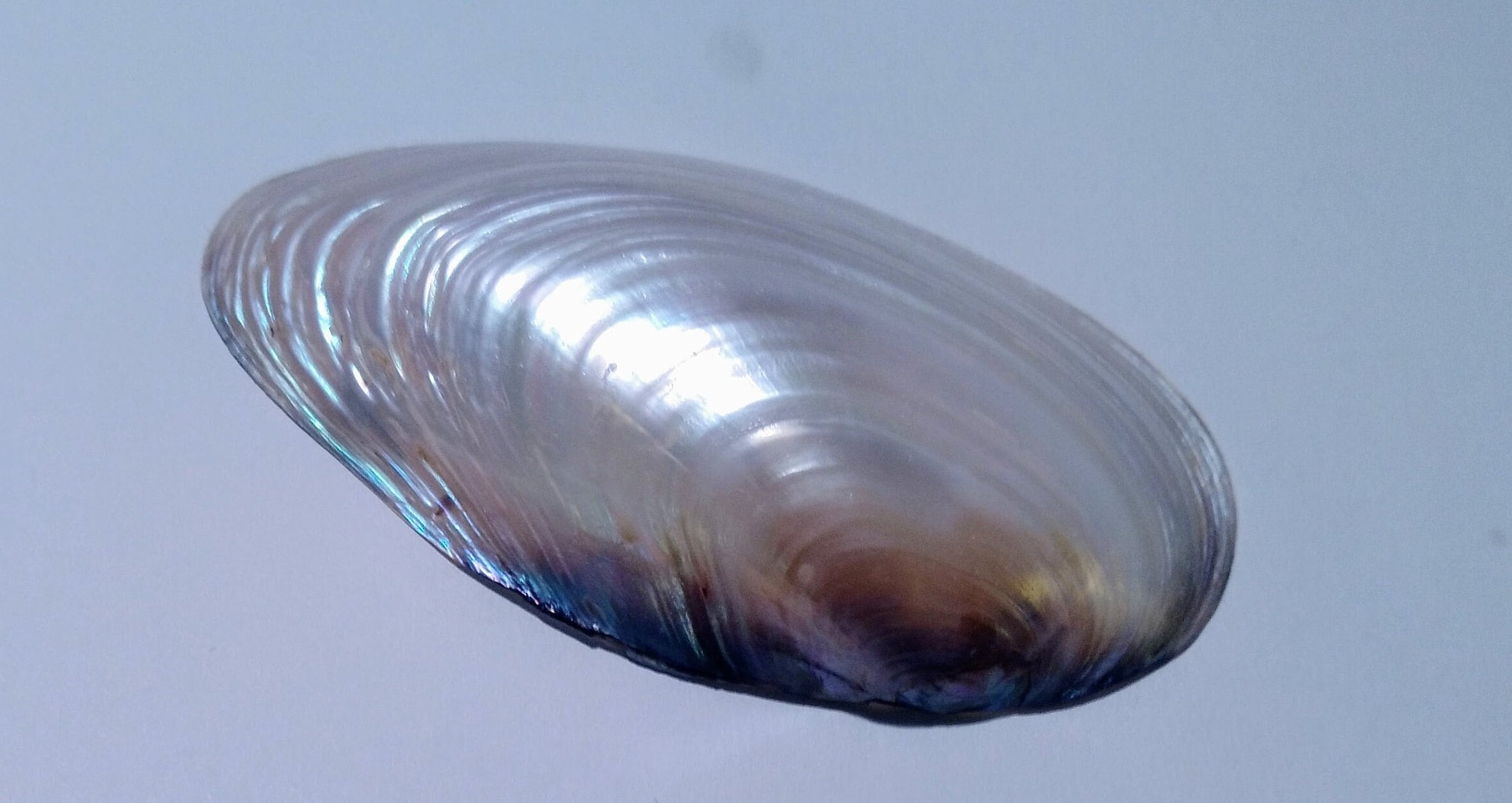 Mother of Pearl Inlay Powder, Made by Inlay Made Easy (1oz) - Etsy