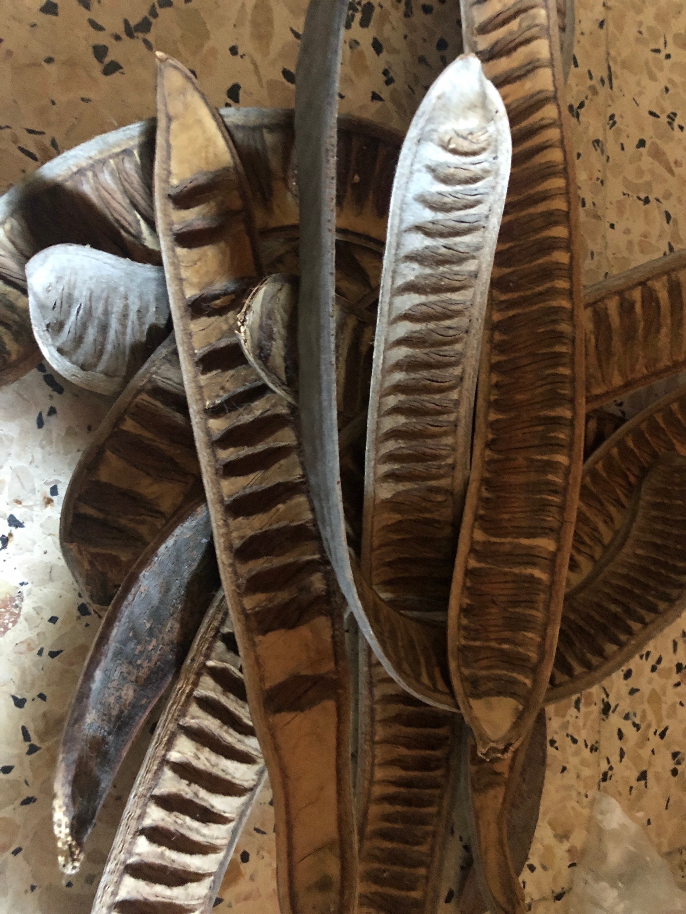 Flame Tree Seed Pods - Etsy