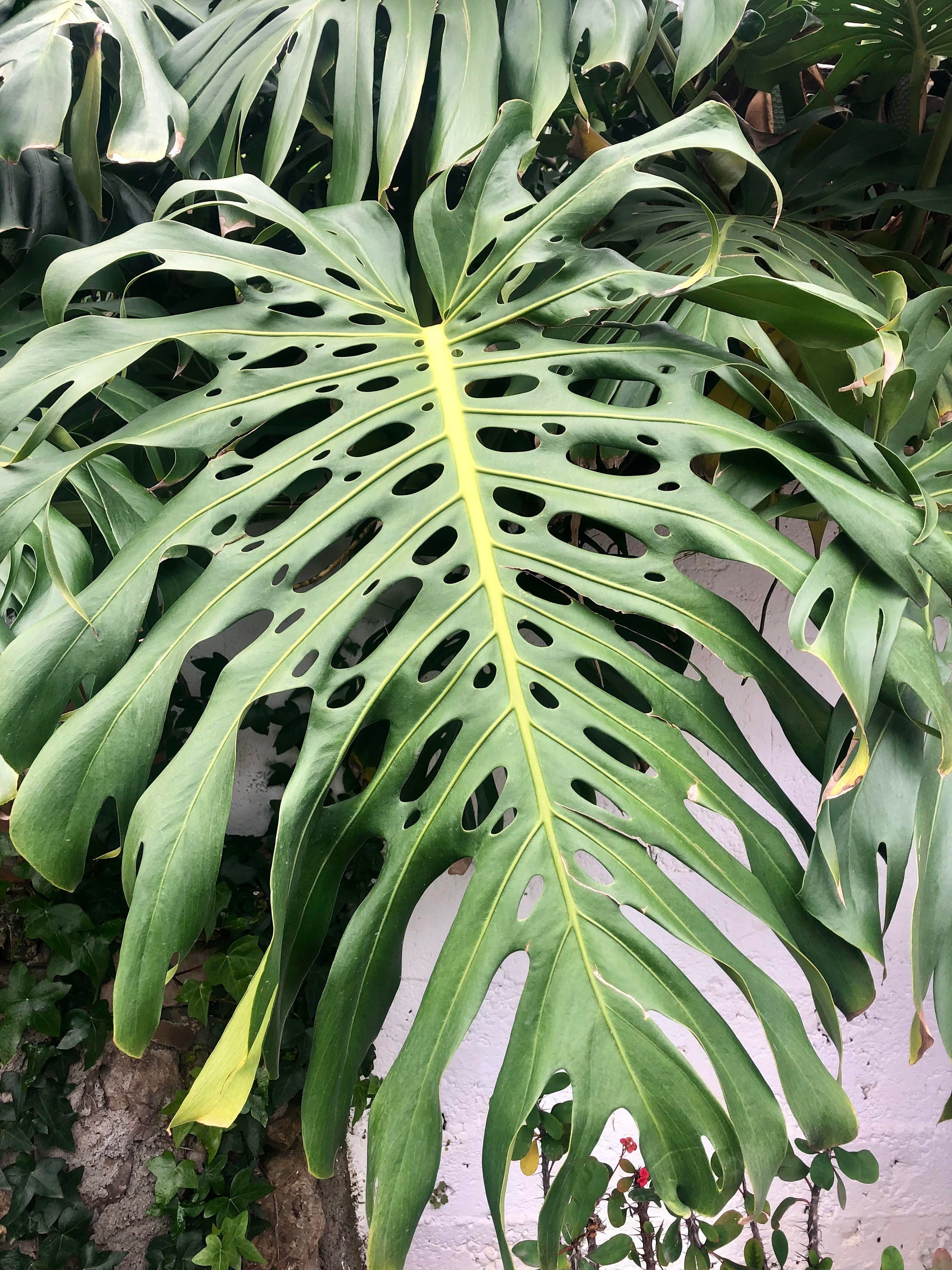 GIANT Monstera Borsigiana Wet Sticks Cut to Order | Etsy UK