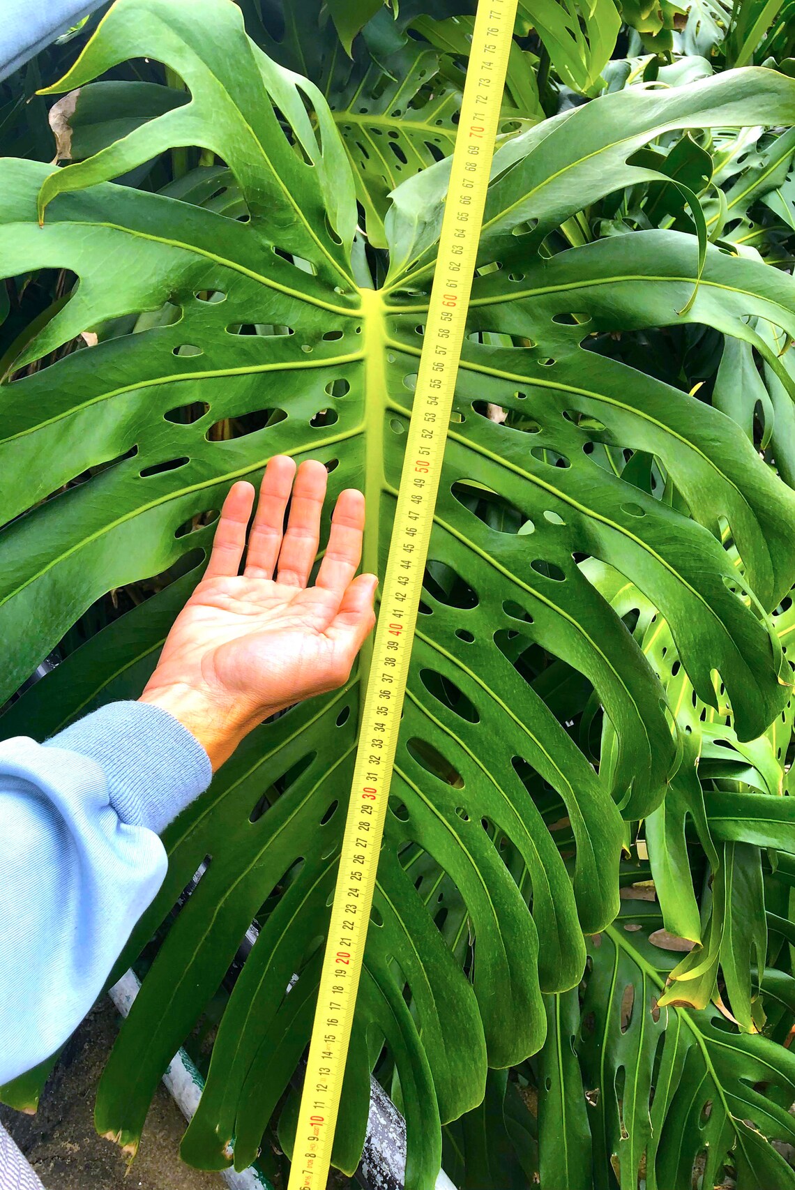 GIANT Monstera Borsigiana Wet Sticks Cut to Order - Etsy UK