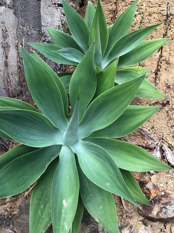 Agave Fox Tail / Agave Attenuata - Etsy