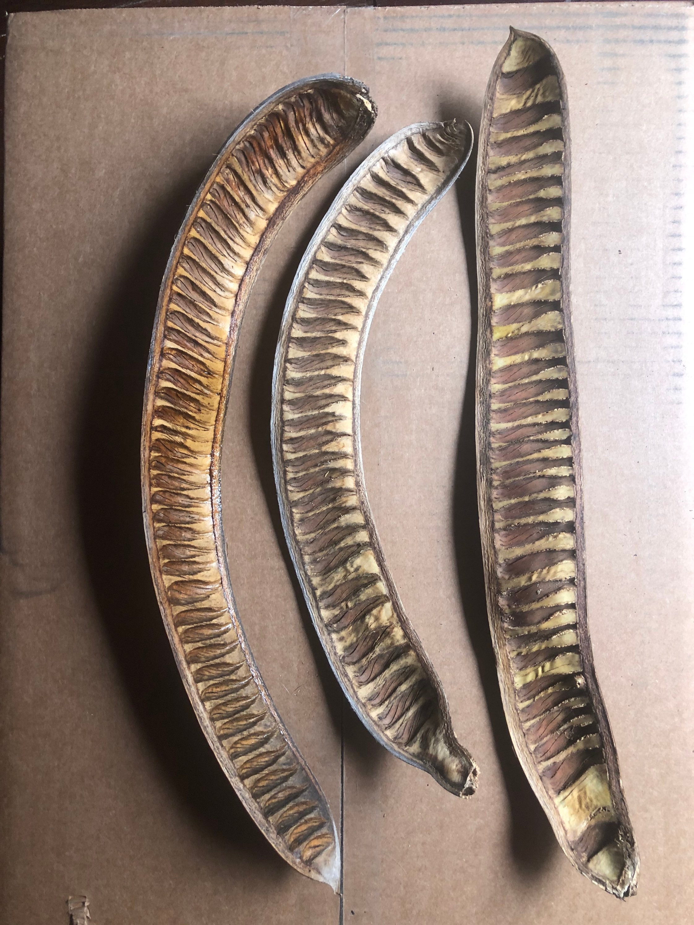 Flame Tree Seed Pods - Etsy