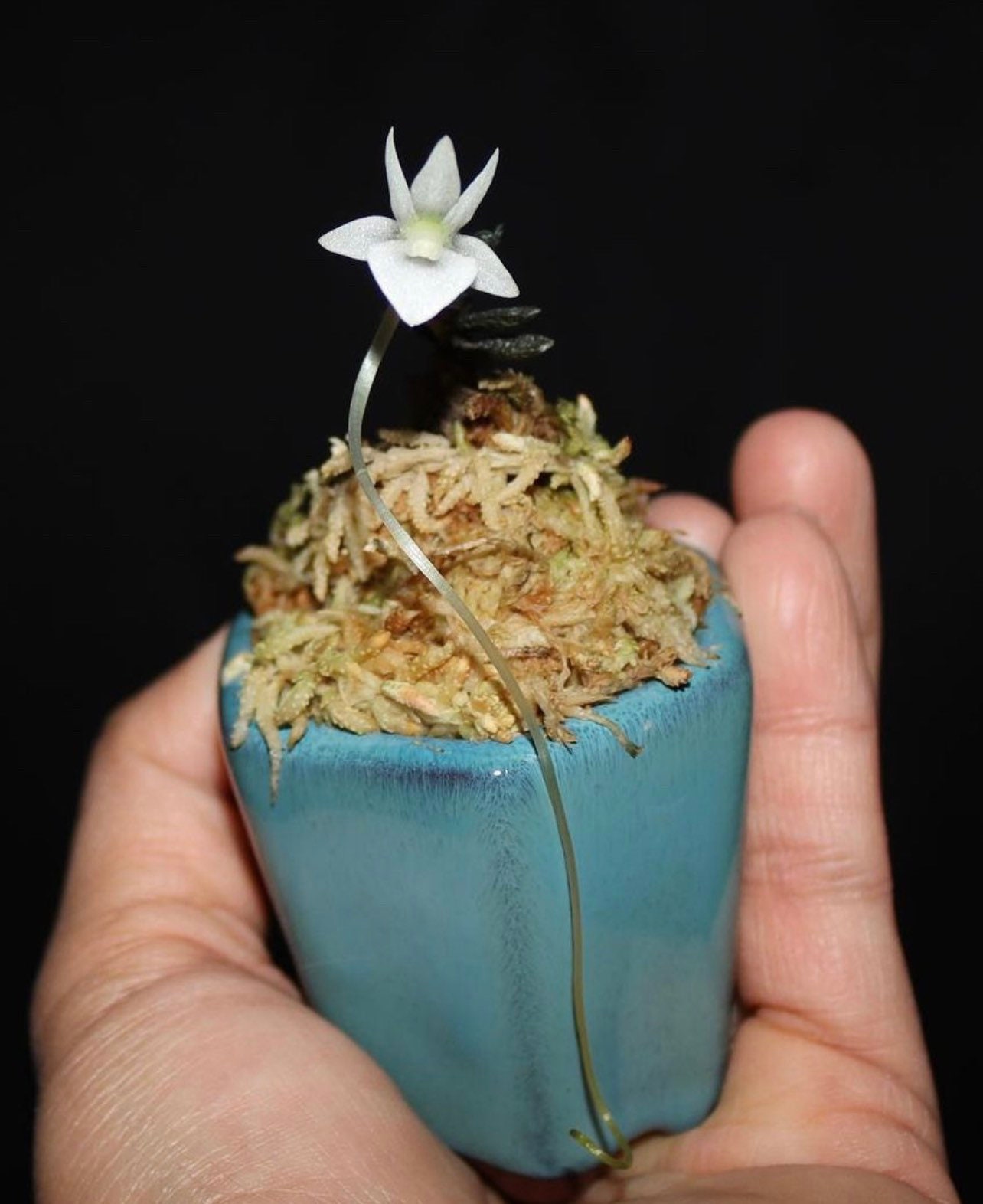 Angraecum Urschianum Rare African Miniature Orchid Angraecoid Aerangis ...