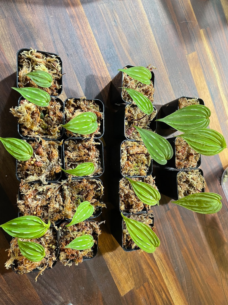 Monophyllorchis Maculata Jewel Orchid Rare Exquisite Foliage - Etsy