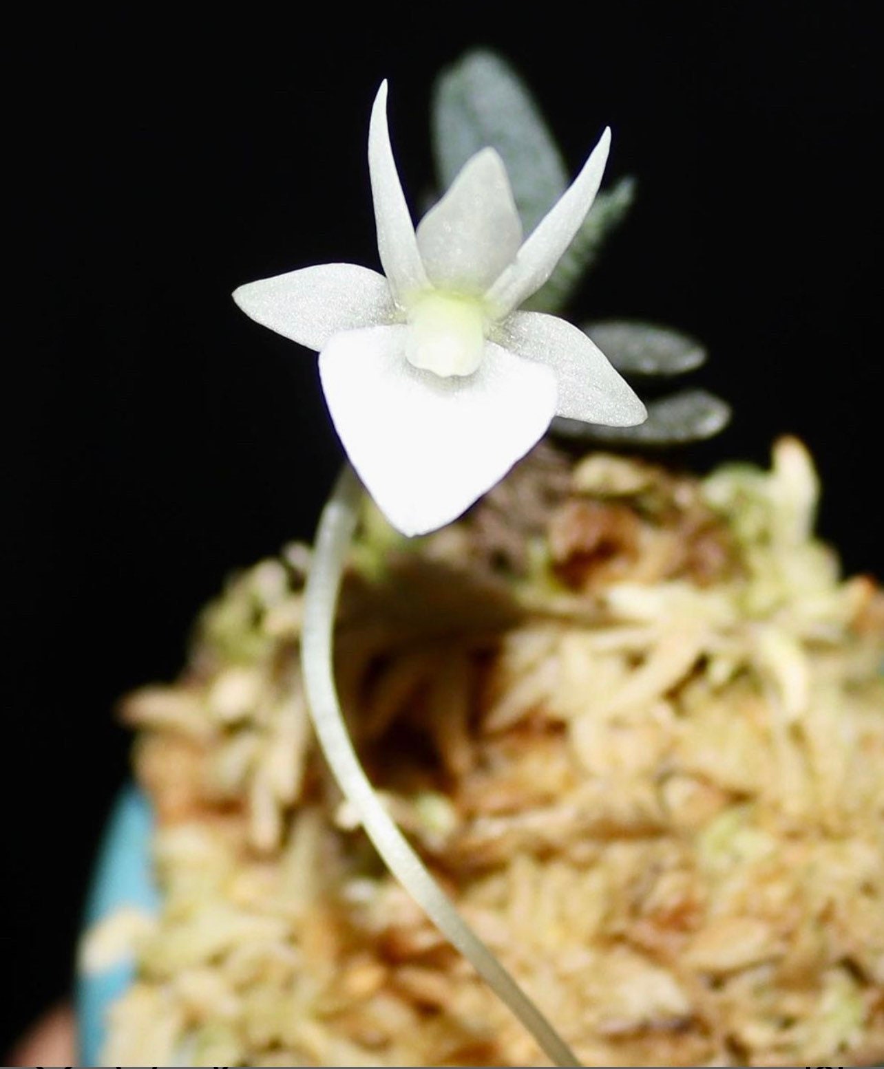 Angraecum Urschianum Rare African Miniature Orchid Angraecoid Aerangis ...