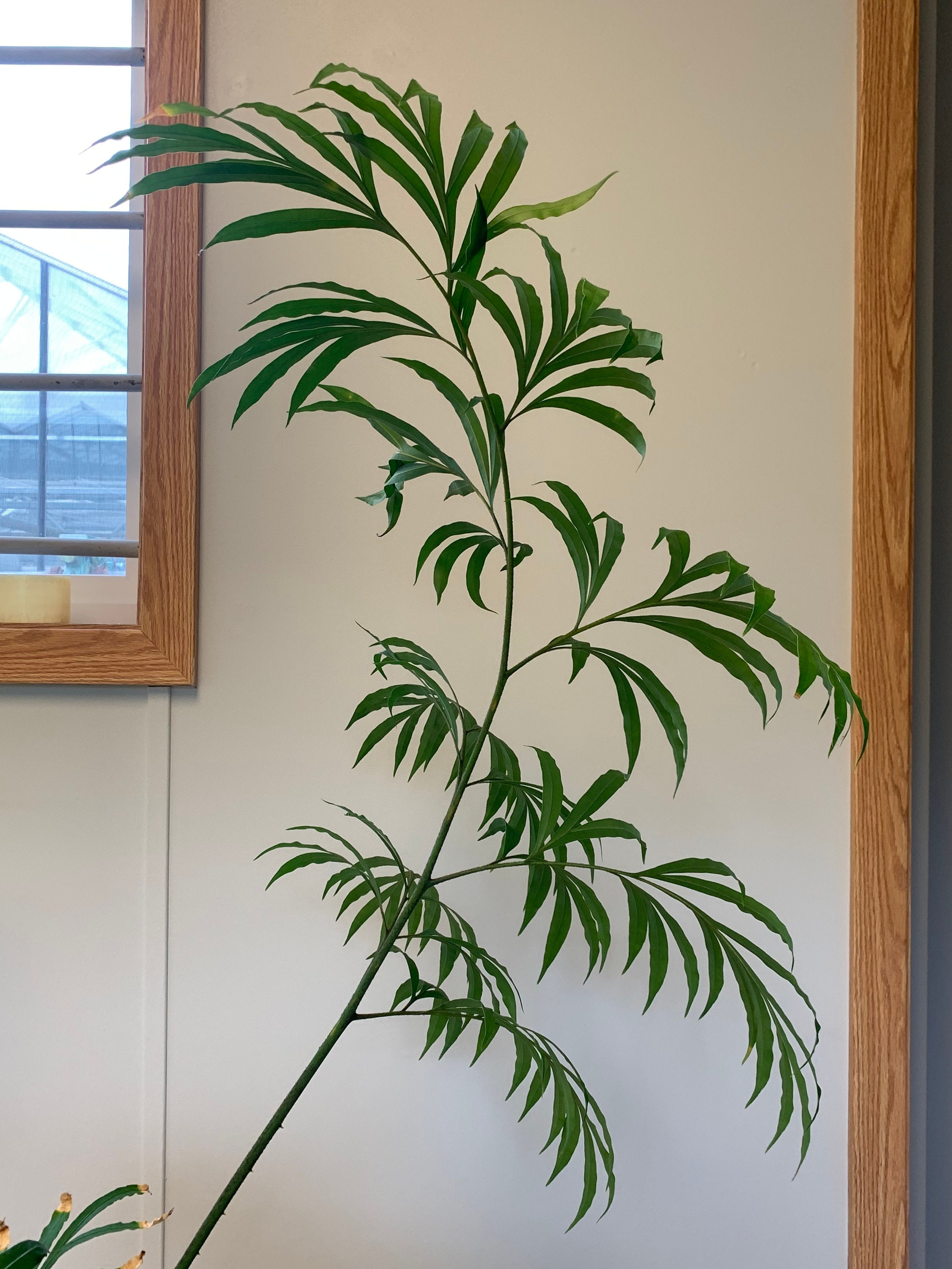 Cycas Multipinnata Cycad Dioon Palm Rare Collectible - Etsy