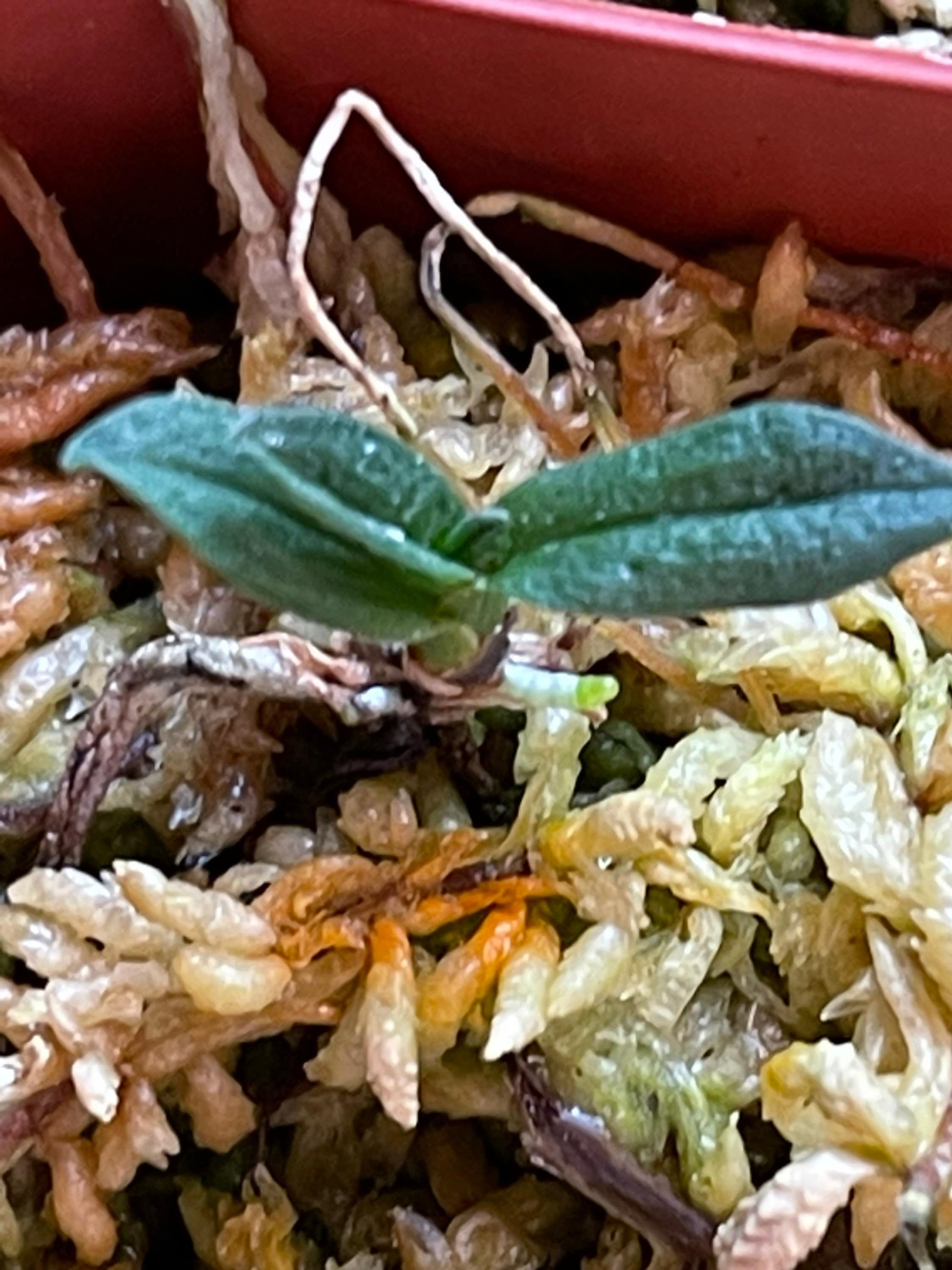 Angraecum Urschianum Rare African Miniature Orchid Angraecoid Aerangis ...